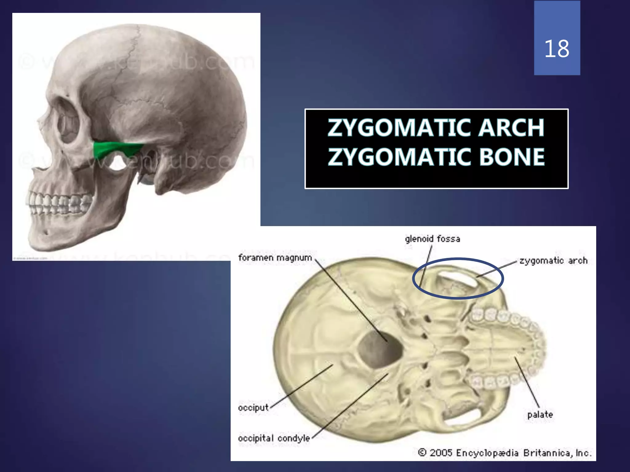 muscles of mastication, dental applications | PPTX