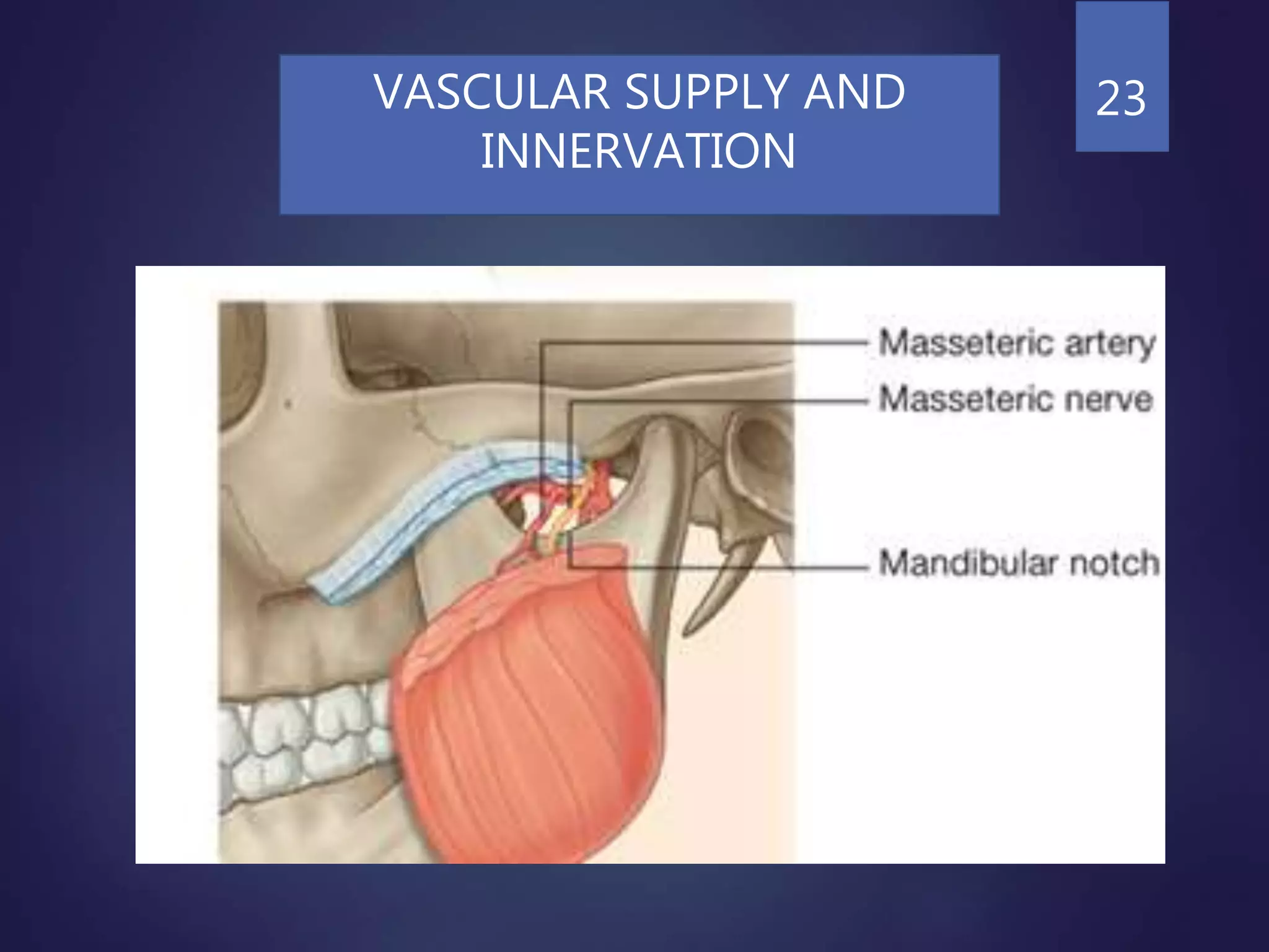 muscles of mastication, dental applications | PPTX