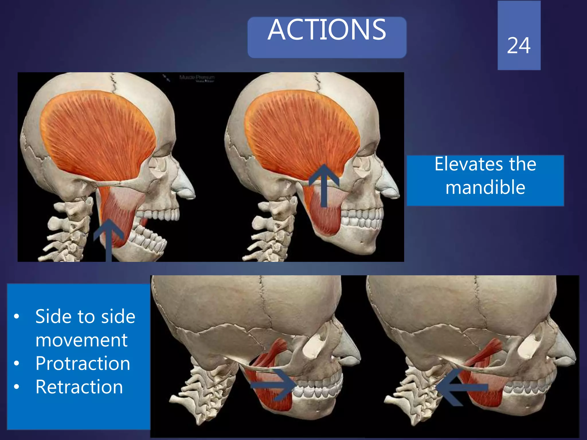 muscles of mastication, dental applications | PPTX