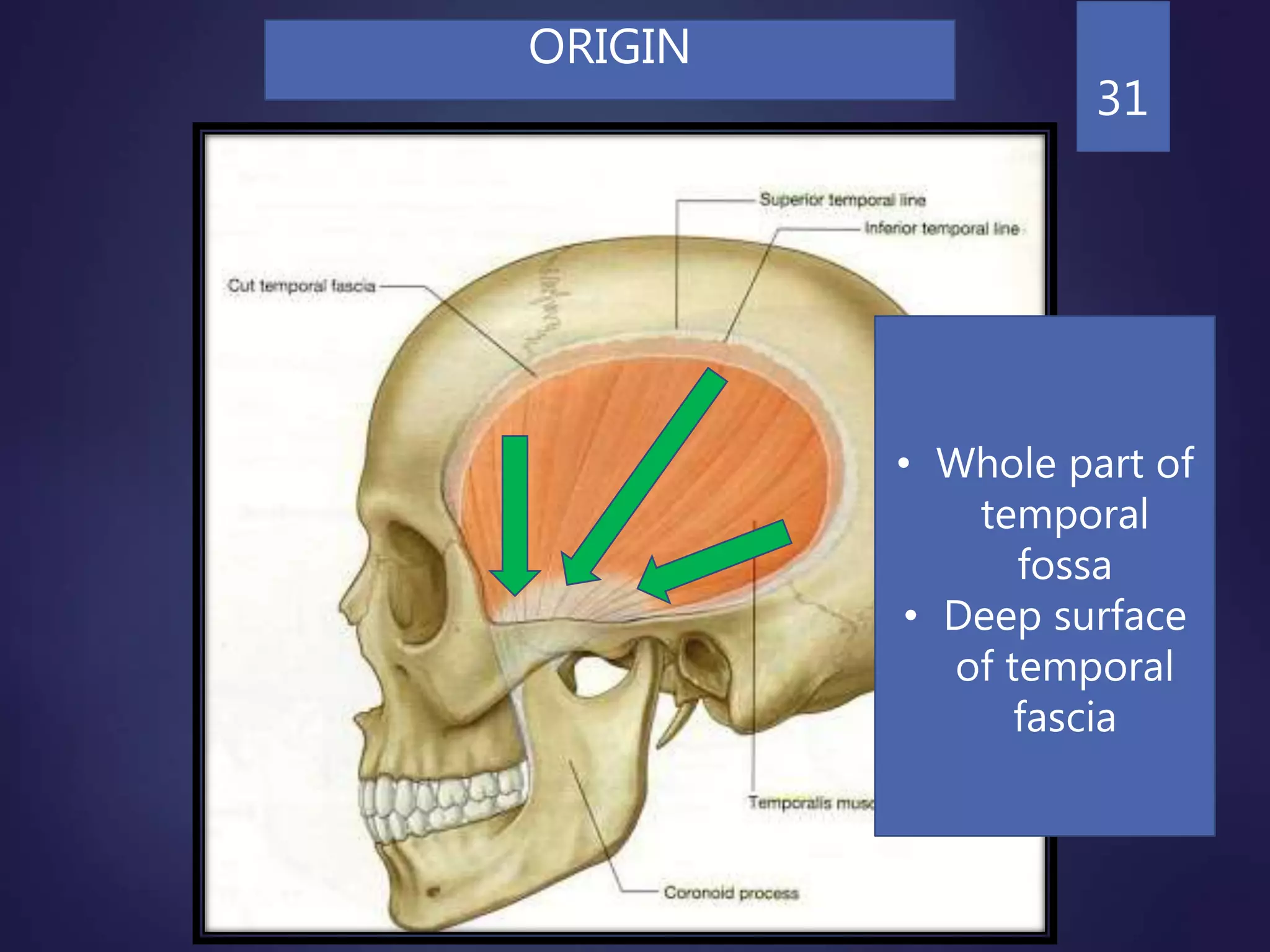 muscles of mastication, dental applications | PPTX