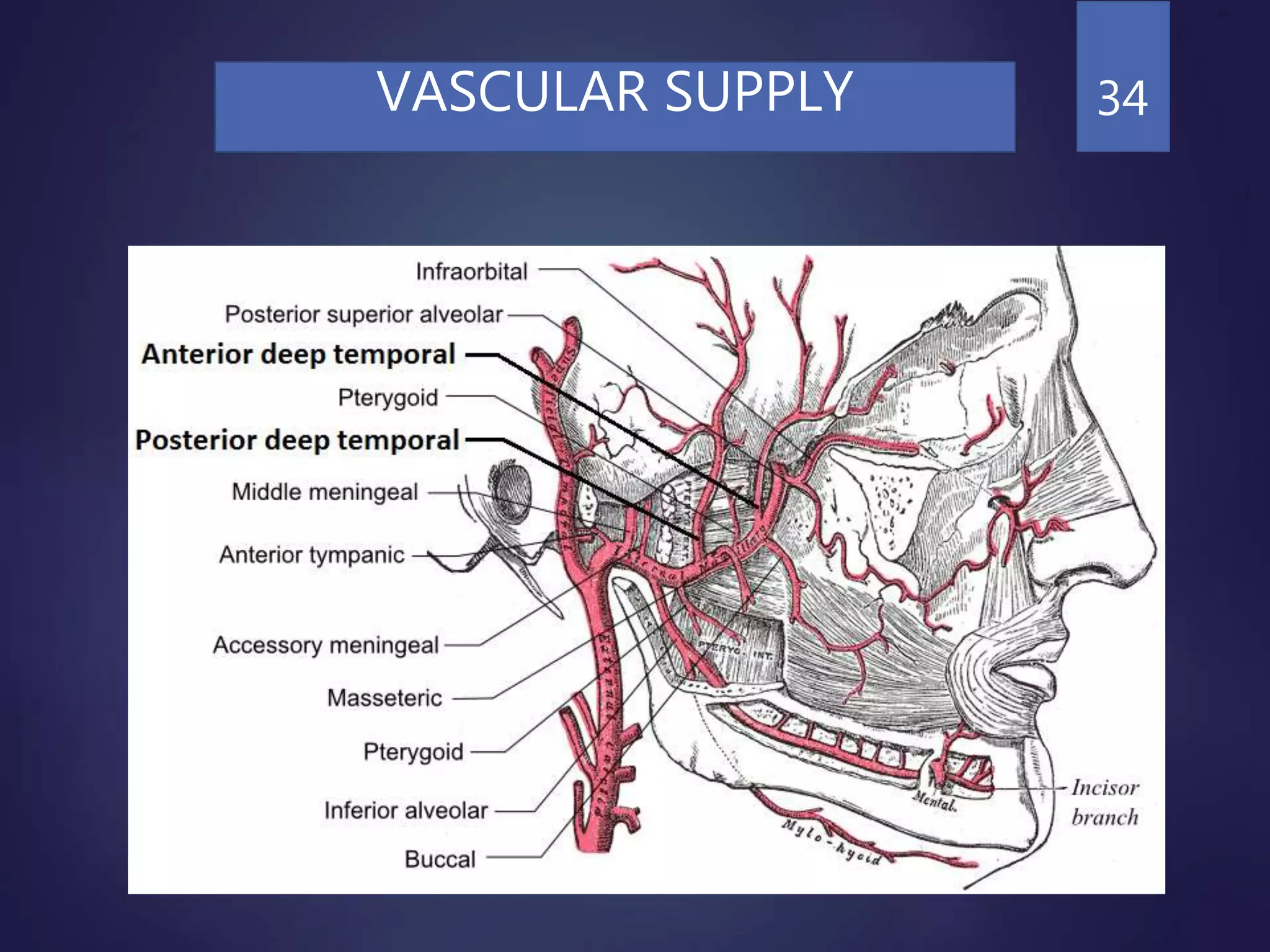 muscles of mastication, dental applications | PPTX