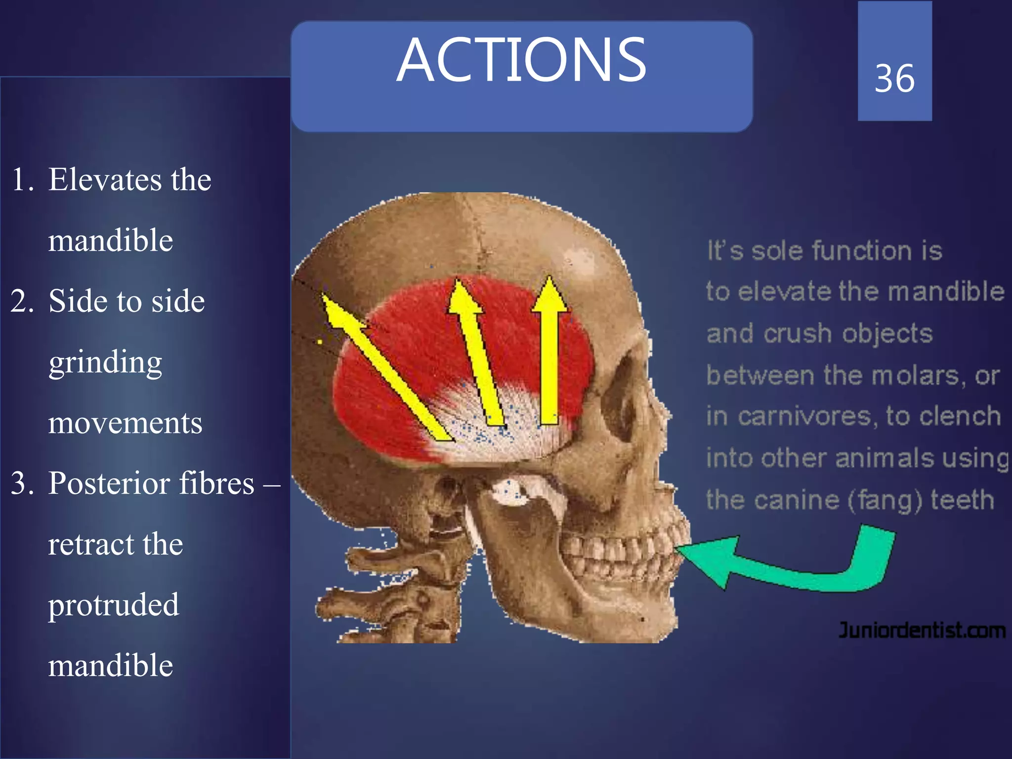 muscles of mastication, dental applications | PPTX