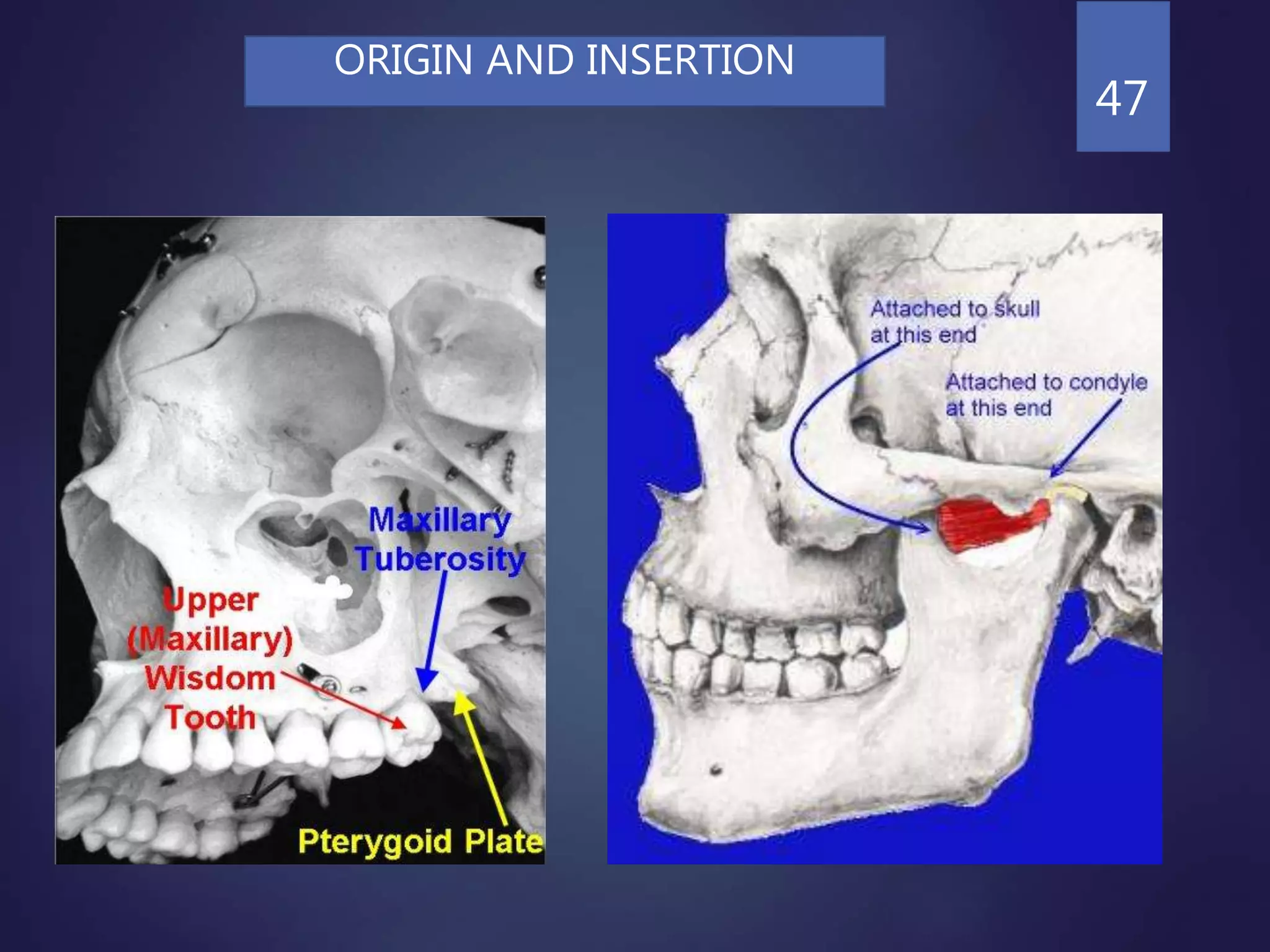 muscles of mastication, dental applications | PPTX