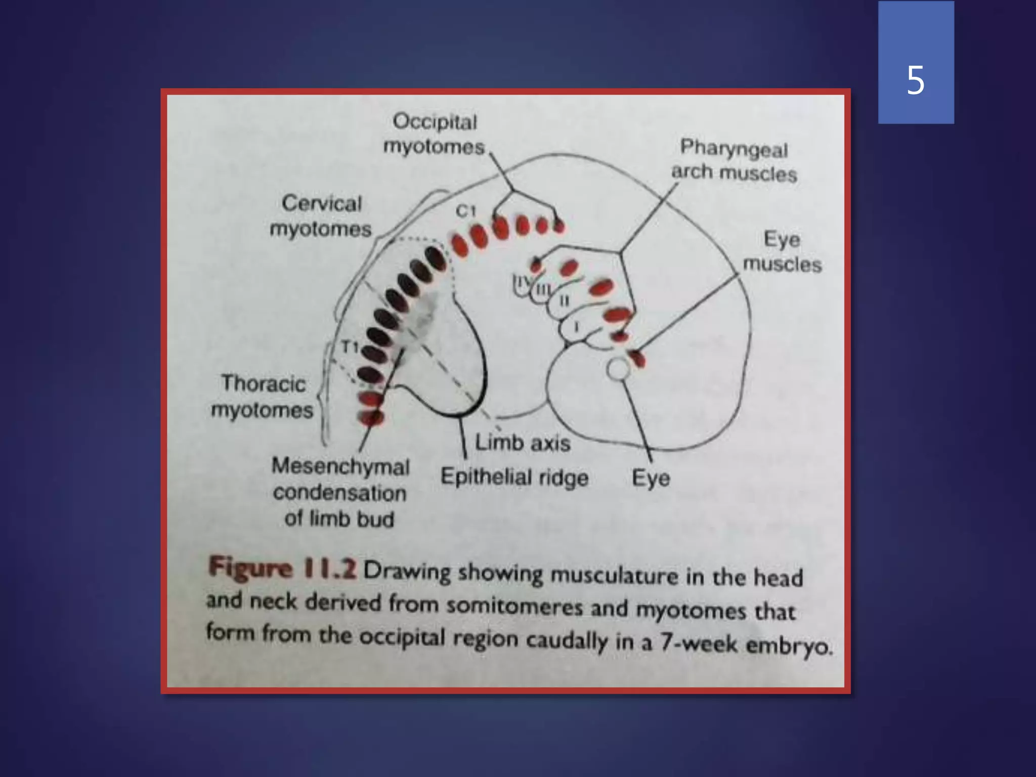 muscles of mastication, dental applications | PPTX