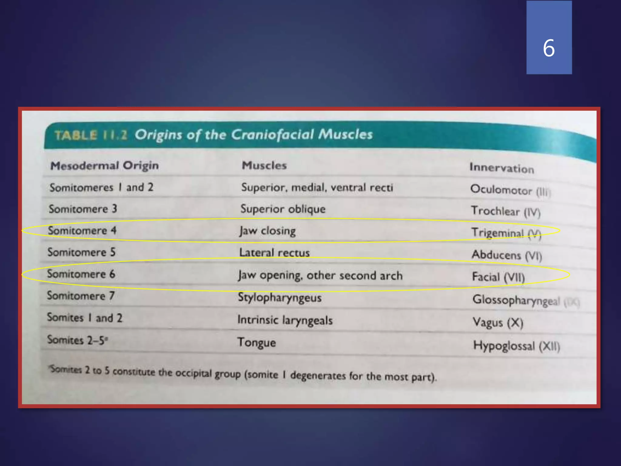 muscles of mastication, dental applications | PPTX
