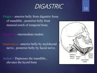 muscles of mastication, dental applications | PPTX