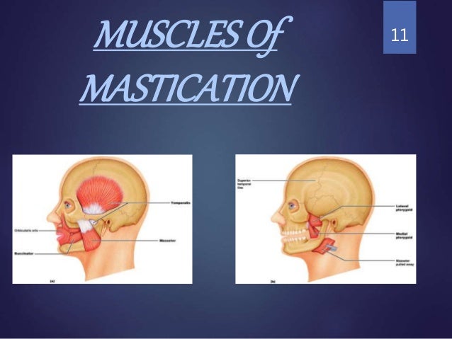 muscles of mastication, dental applications