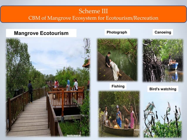 Community based management of mangrove ecosystems | PDF