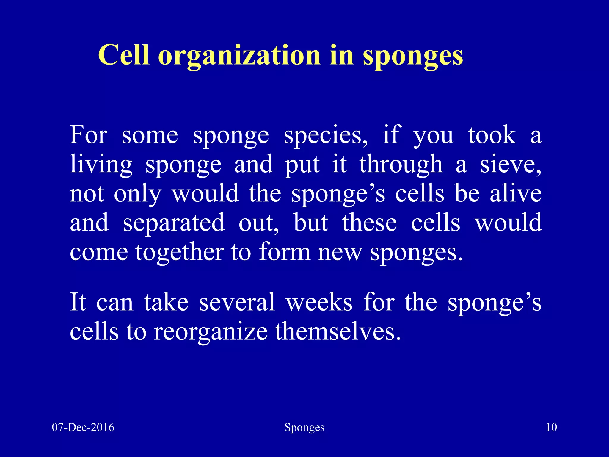 Sponges | PPTX