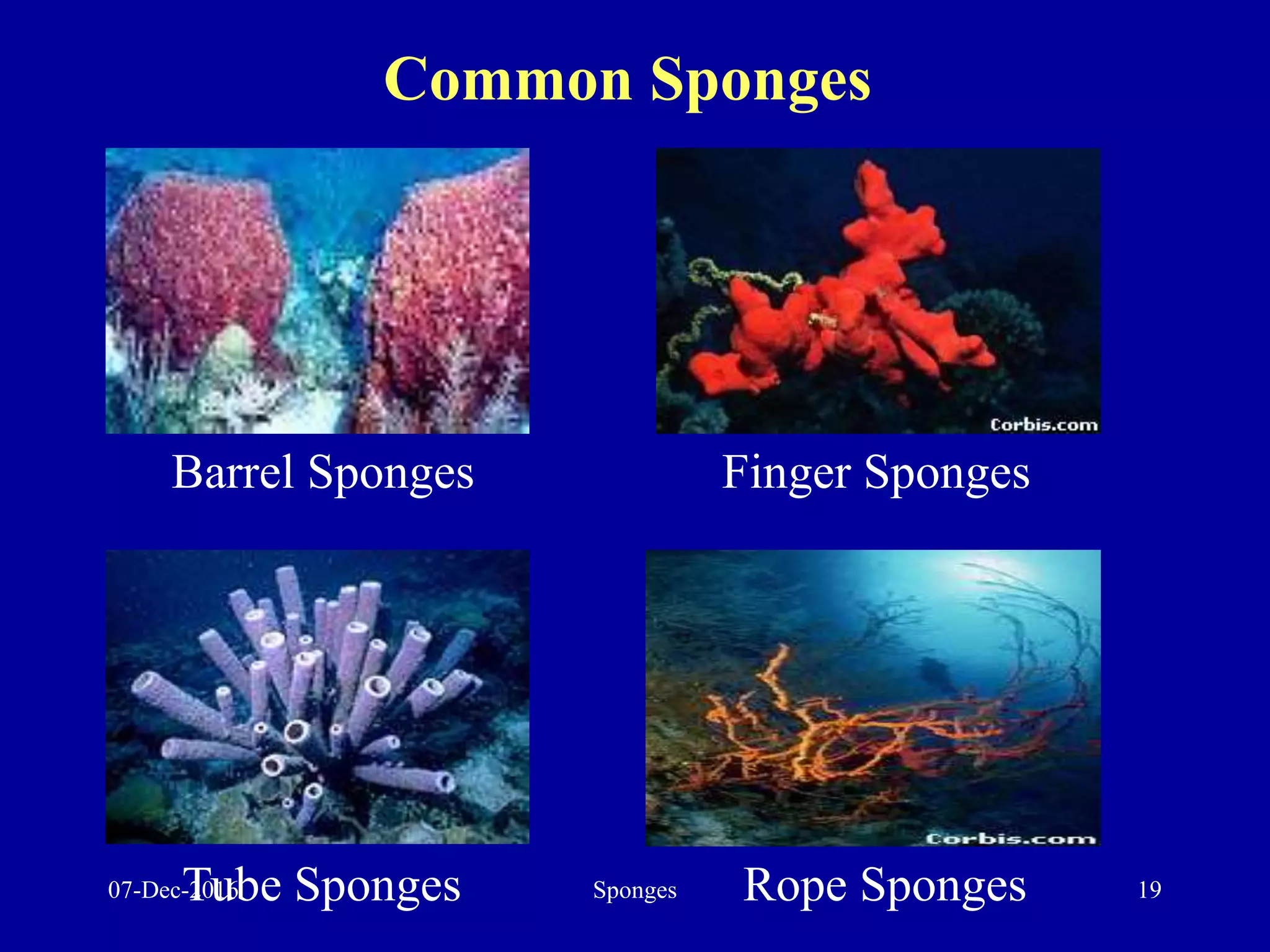 Sponges | PPTX