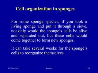 Sponges | PPTX