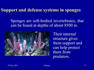Sponges | PPTX
