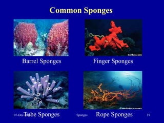 Sponges | PPTX
