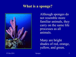 Sponges | PPTX