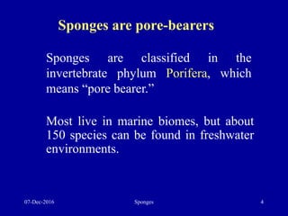Sponges | PPTX