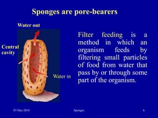 Sponges | PPTX