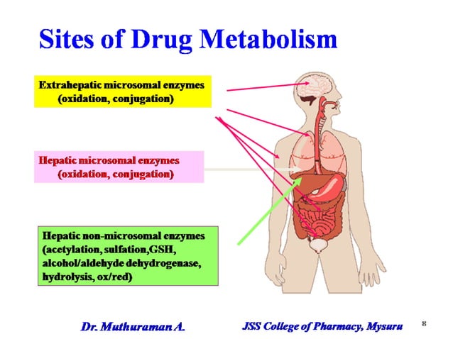 2.2 pharmacokinetics drug metabolism | PDF