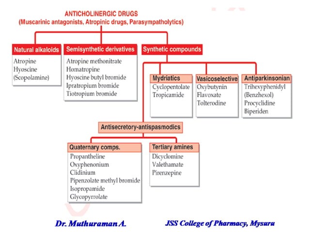 2.4 parasympatholytic drugs | PDF