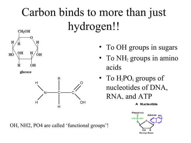 2. biomolecule | PPT