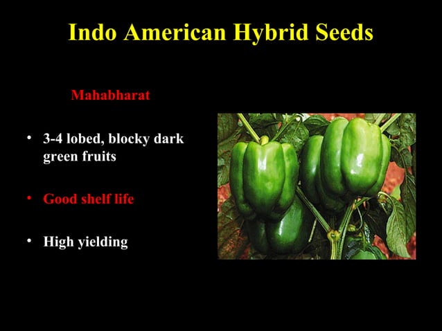 PROTECTED CULTIVATION OF CAPSICUM | PPT | Agriculture | Industries