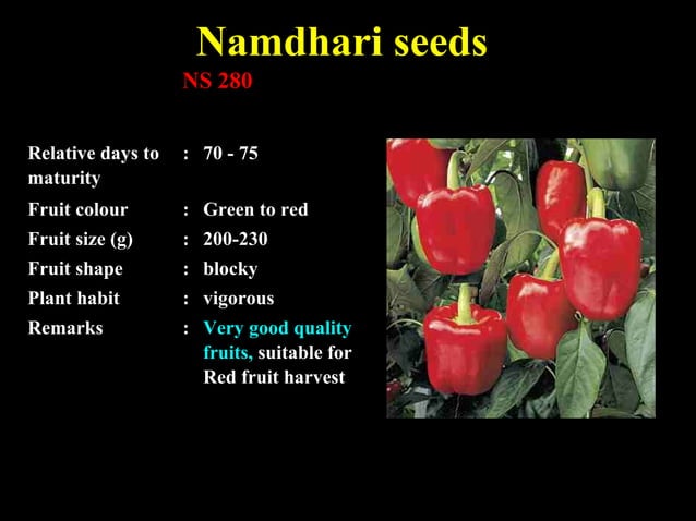 PROTECTED CULTIVATION OF CAPSICUM | PPT | Agriculture | Industries
