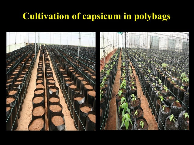 PROTECTED CULTIVATION OF CAPSICUM | PPT | Agriculture | Industries