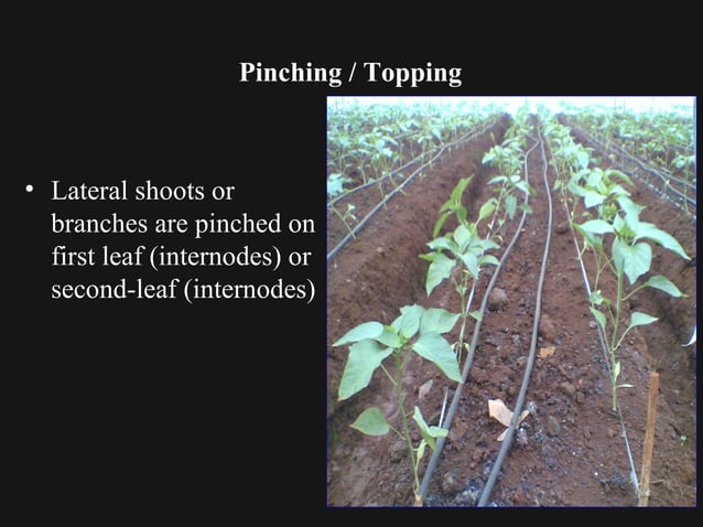 PROTECTED CULTIVATION OF CAPSICUM | PPT | Agriculture | Industries
