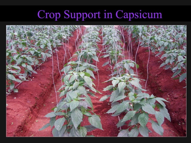 PROTECTED CULTIVATION OF CAPSICUM | PPT | Agriculture | Industries