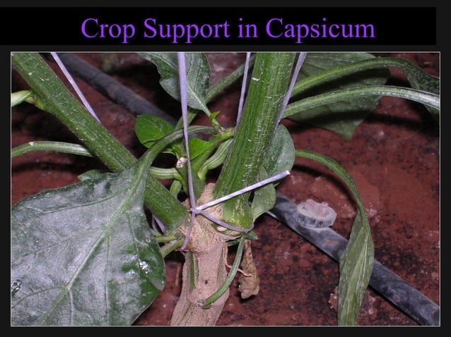 PROTECTED CULTIVATION OF CAPSICUM | PPT | Agriculture | Industries