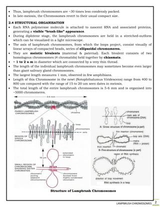 LAMPBRUSH CHROMOSOMES | PDF