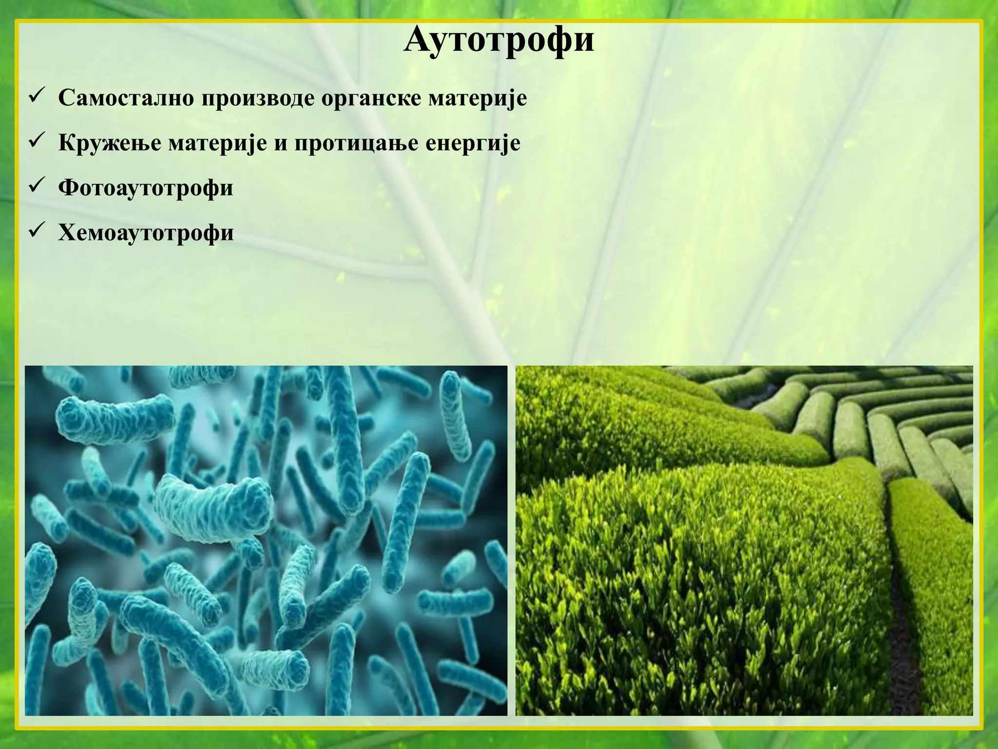 2. Autotrofi i heterotrofi | PPTX