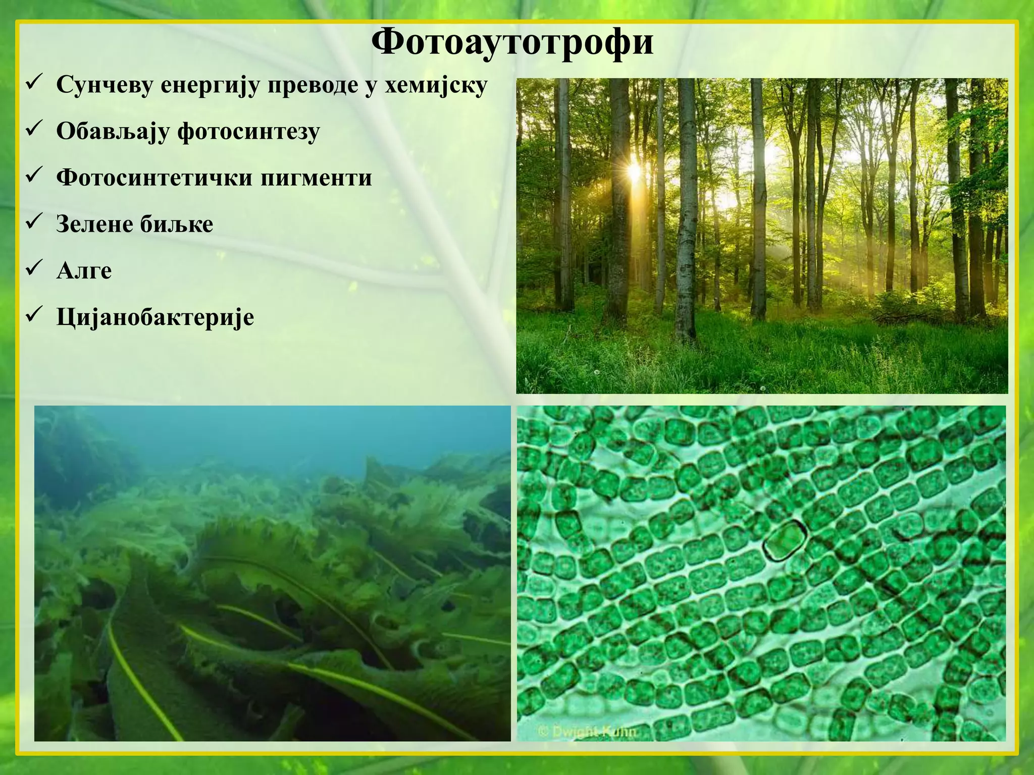 2. Autotrofi i heterotrofi | PPTX