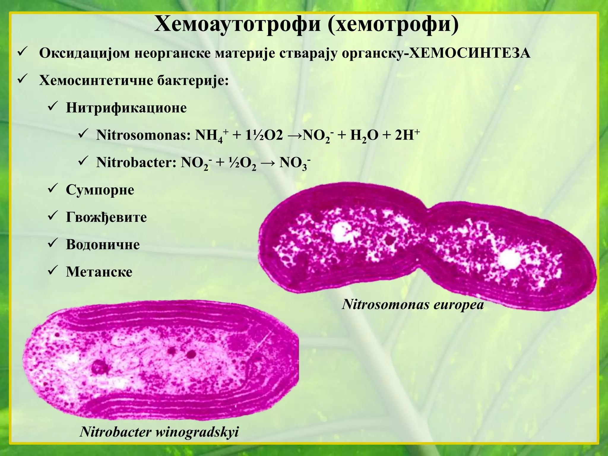 2. Autotrofi i heterotrofi | PPTX