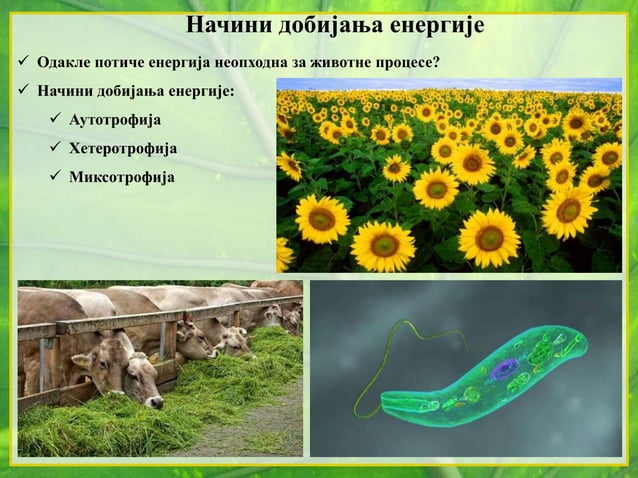 2. Autotrofi i heterotrofi | PPTX