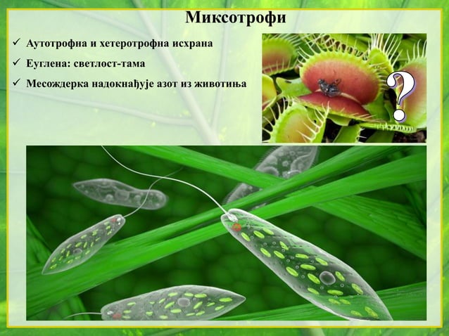2. Autotrofi i heterotrofi | PPTX