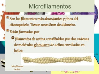 La célula II Orgánulos y citoesqueleto. | PPTX