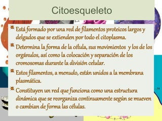 La célula II Orgánulos y citoesqueleto. | PPTX