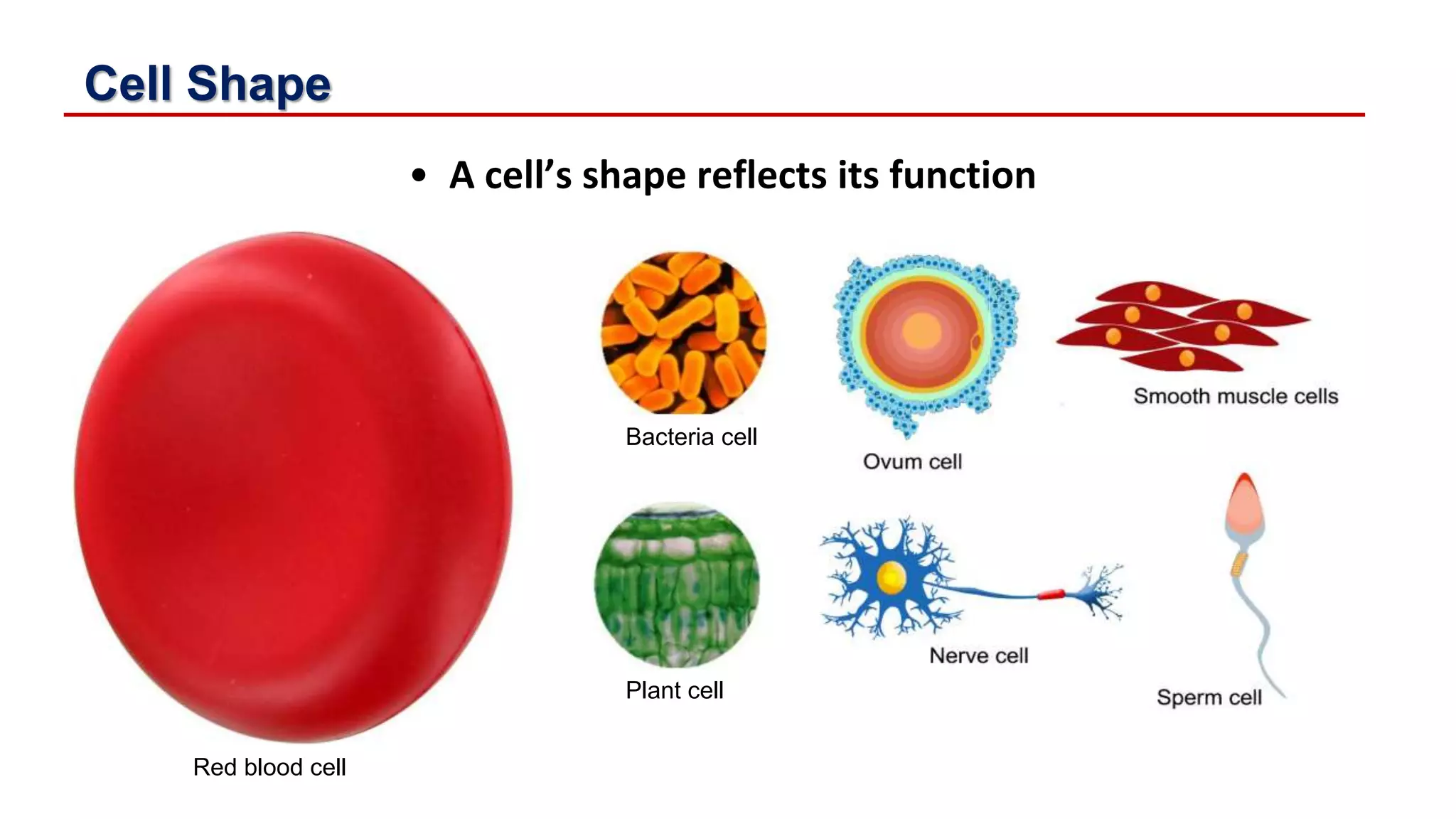 Cell Structure and Function | PPTX