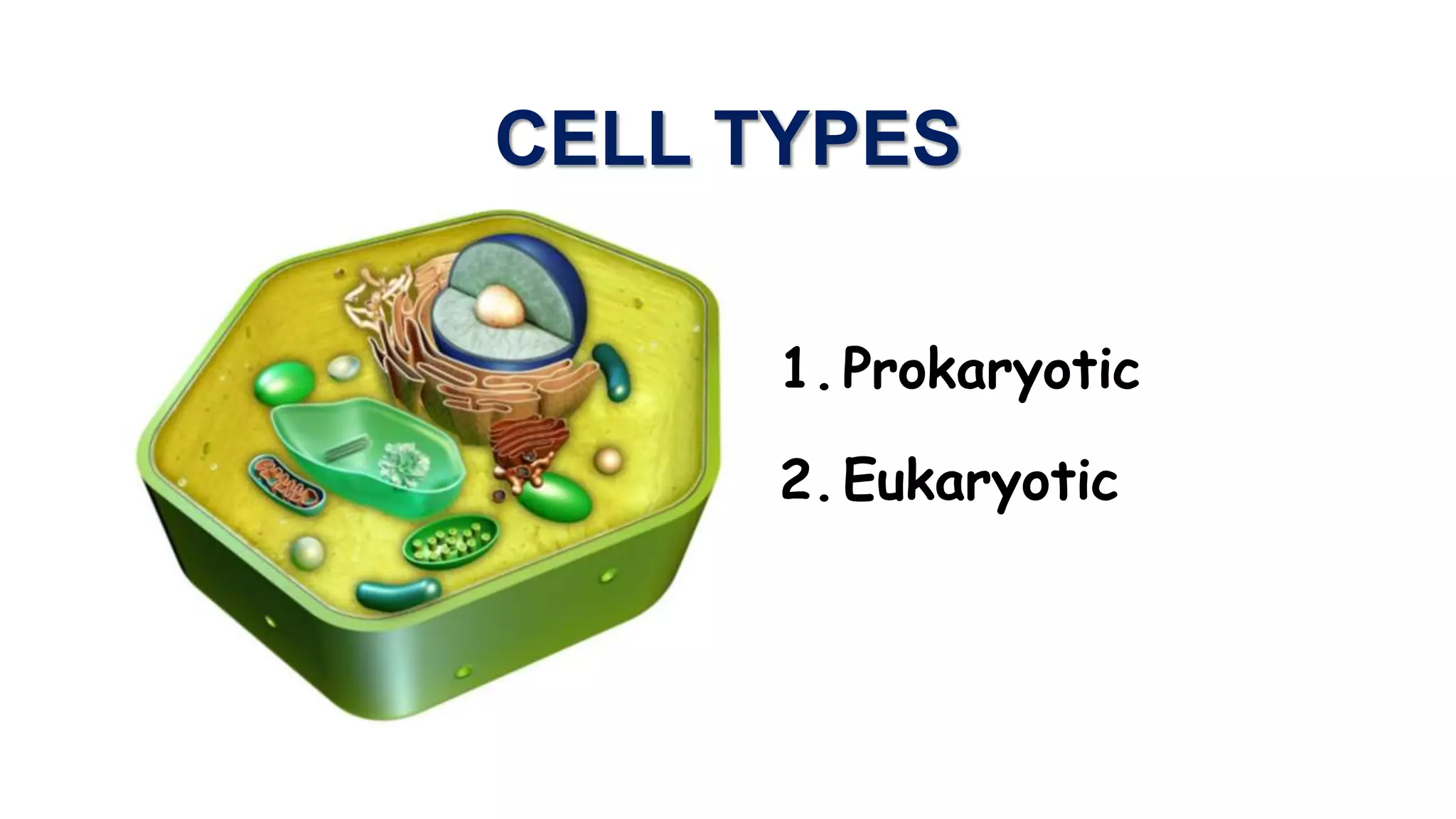Cell Structure and Function | PPTX