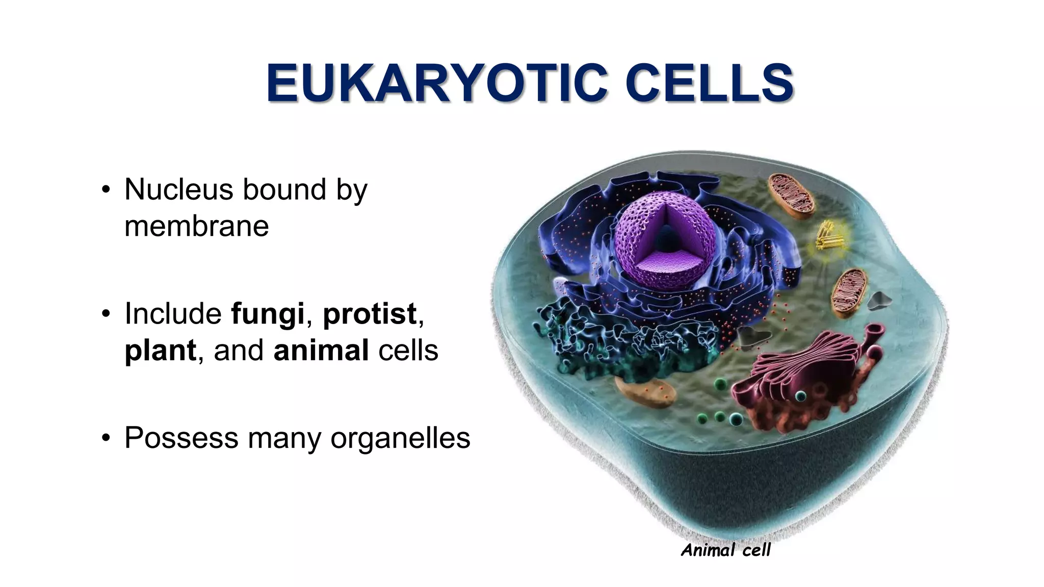 Cell Structure and Function | PPTX