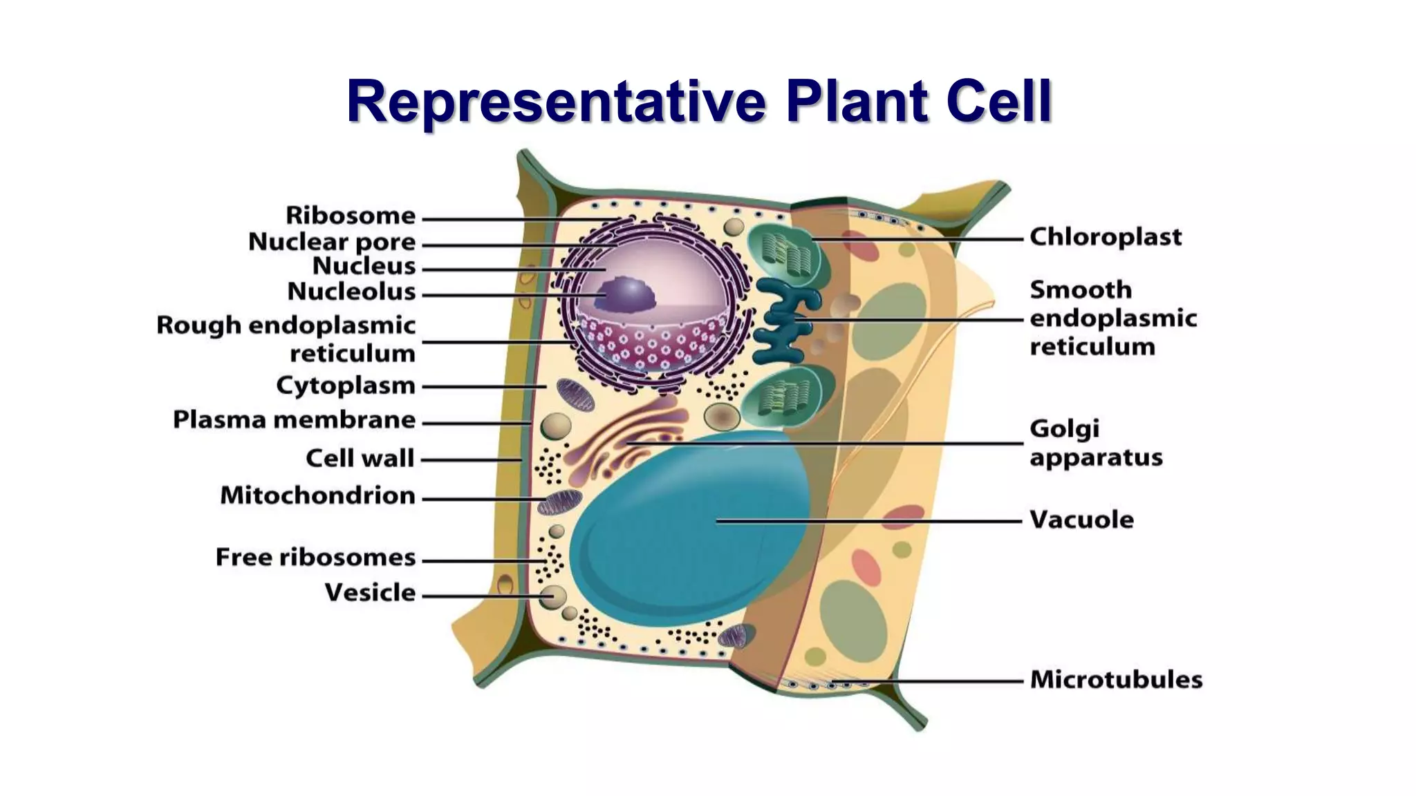 Cell Structure and Function | PPTX