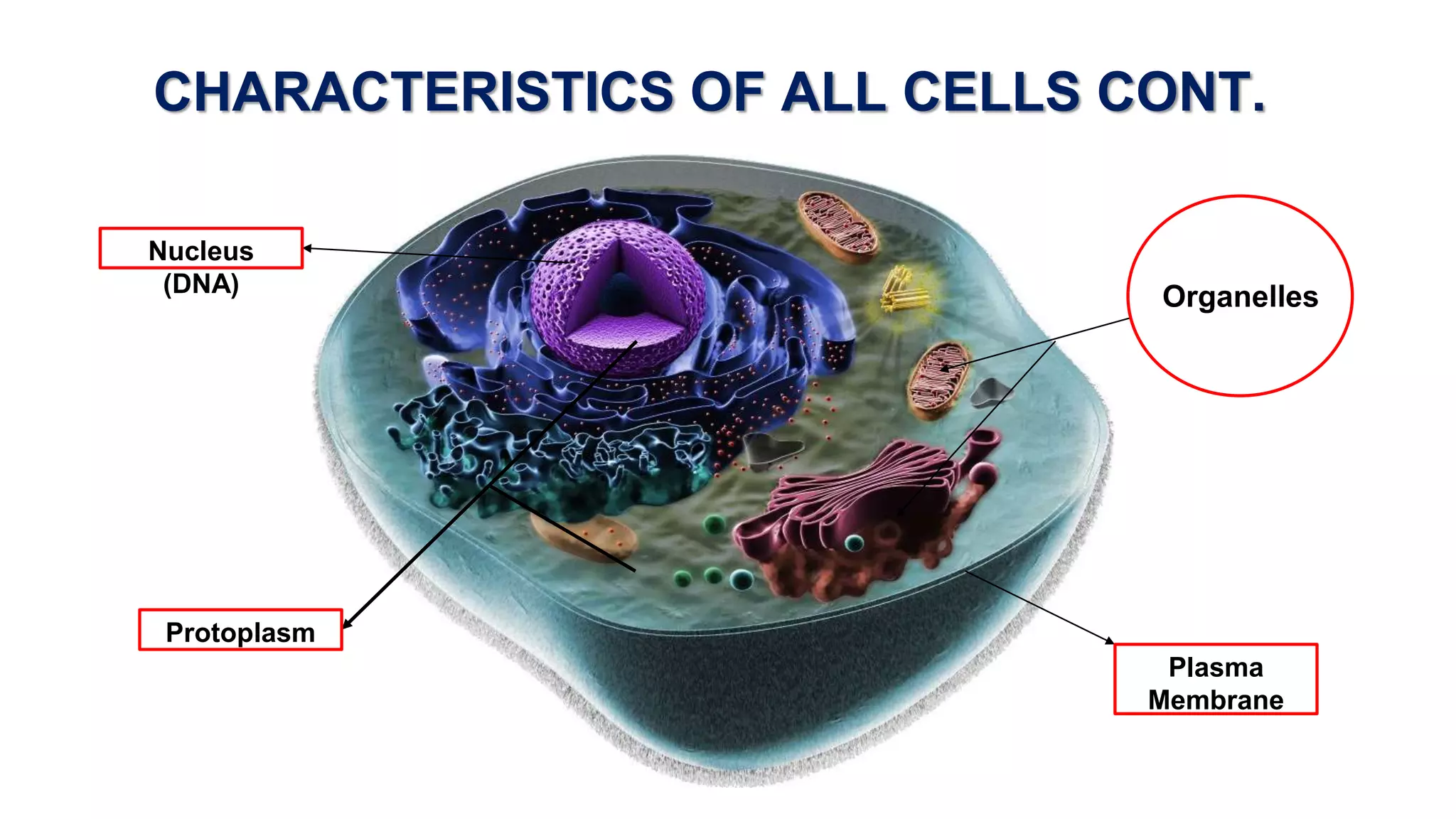 Cell Structure and Function | PPTX