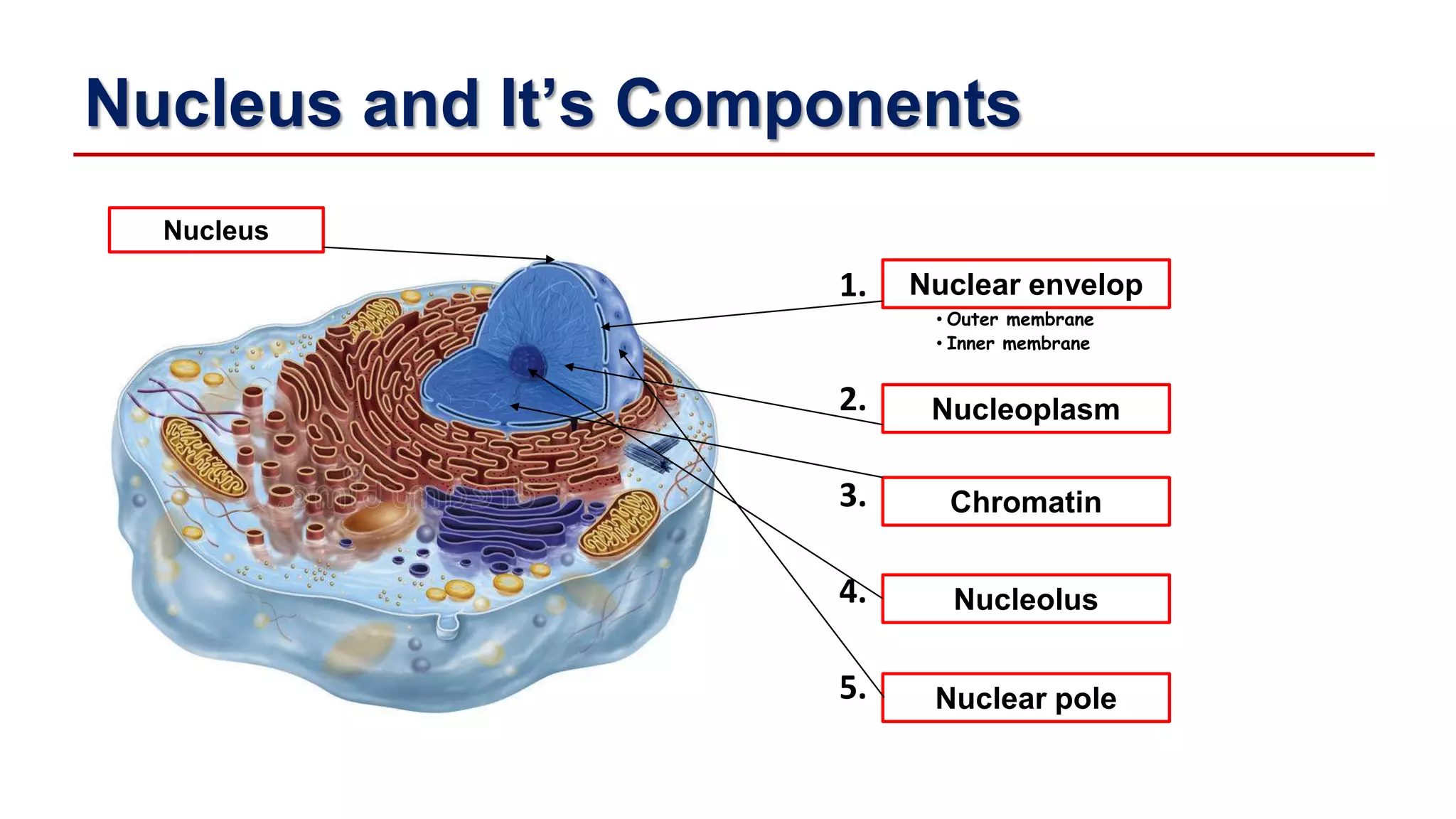 Cell Structure and Function | PPTX