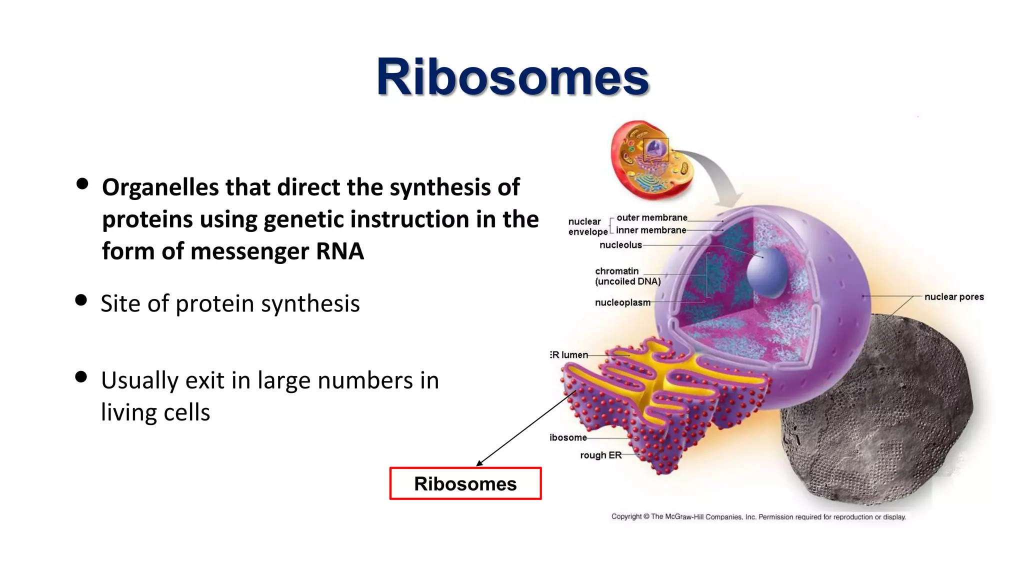 Cell Structure and Function | PPTX
