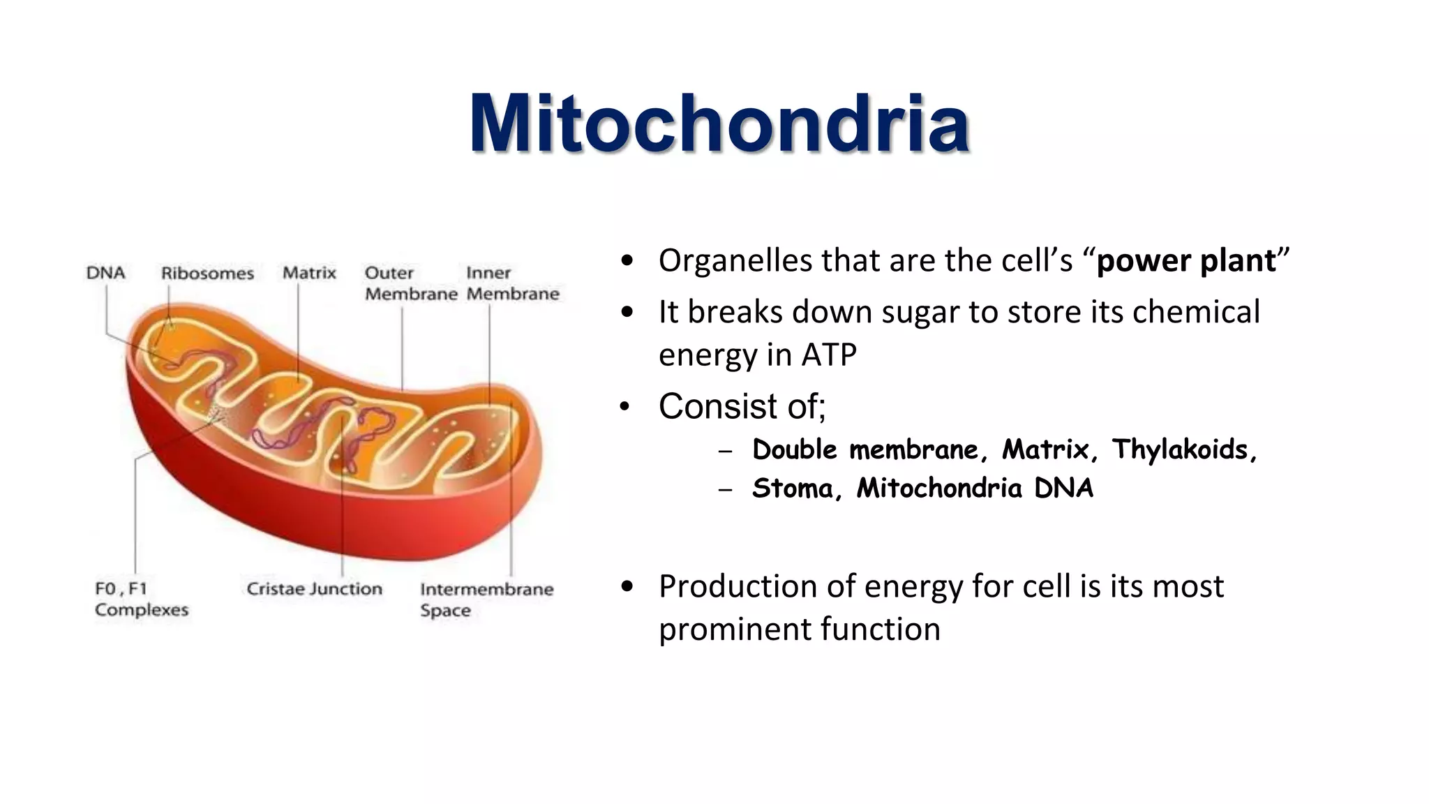 Cell Structure and Function | PPTX