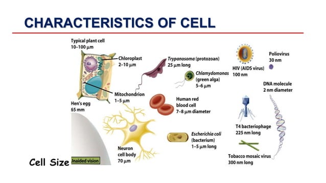 Cell Structure and Function | PPTX
