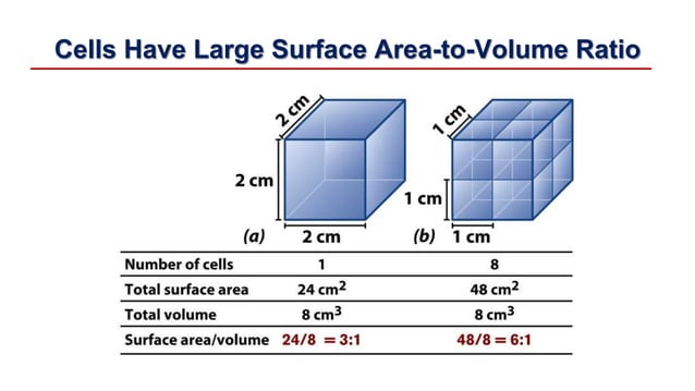 Cell Structure and Function | PPTX