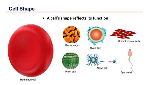 Cell Structure and Function | PPTX