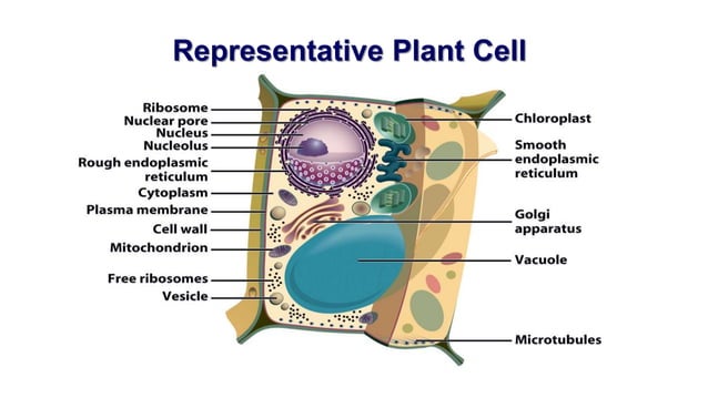 Cell Structure and Function | PPTX