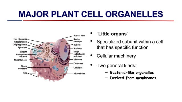 Cell Structure and Function | PPTX